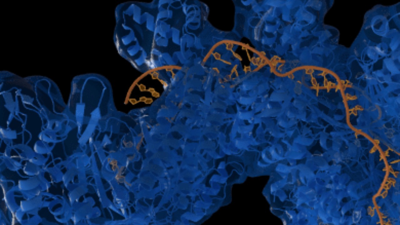 New CRISPR technique flips genes on without cutting DNA