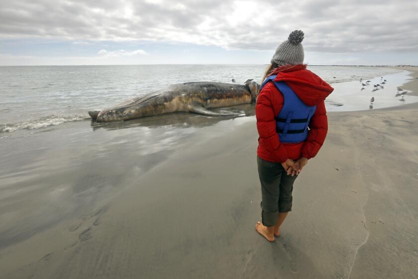 Contributor: 'Save the whales' worked for decades, but now gray whales ...