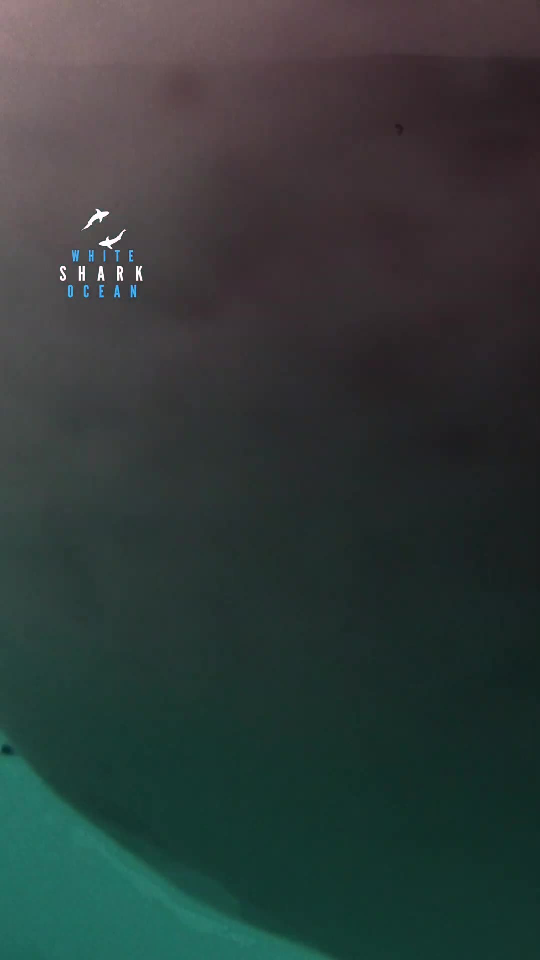 Cute great white shark comes to visit