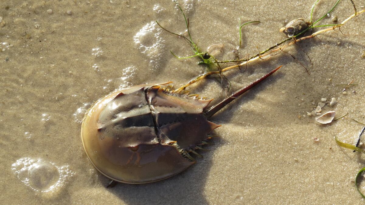 Ancient horseshoe crabs face human threats. A new lawsuit aims to ...