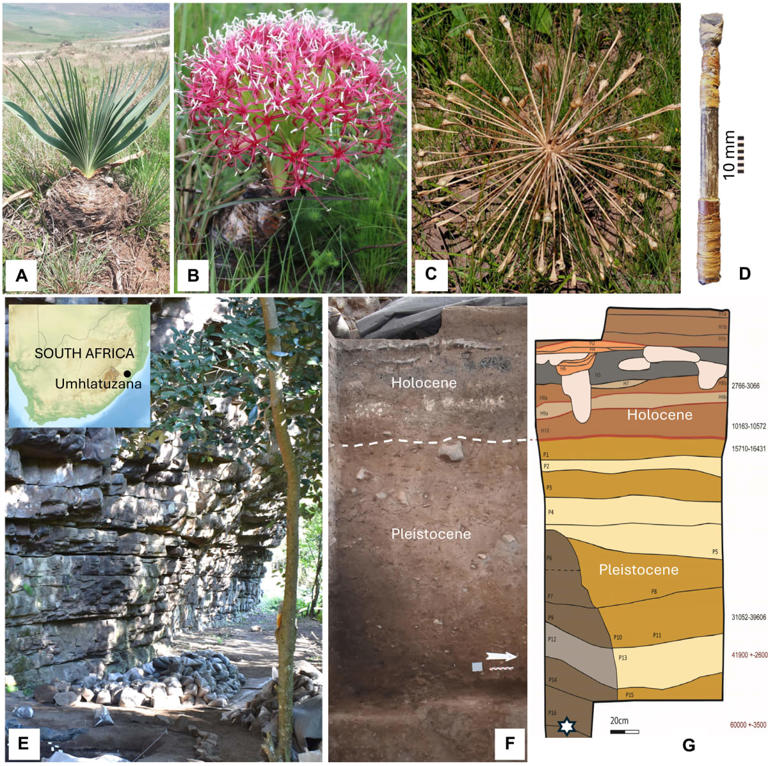 Researchers discovered poison on 60,000-year-old arrows in South Africa
