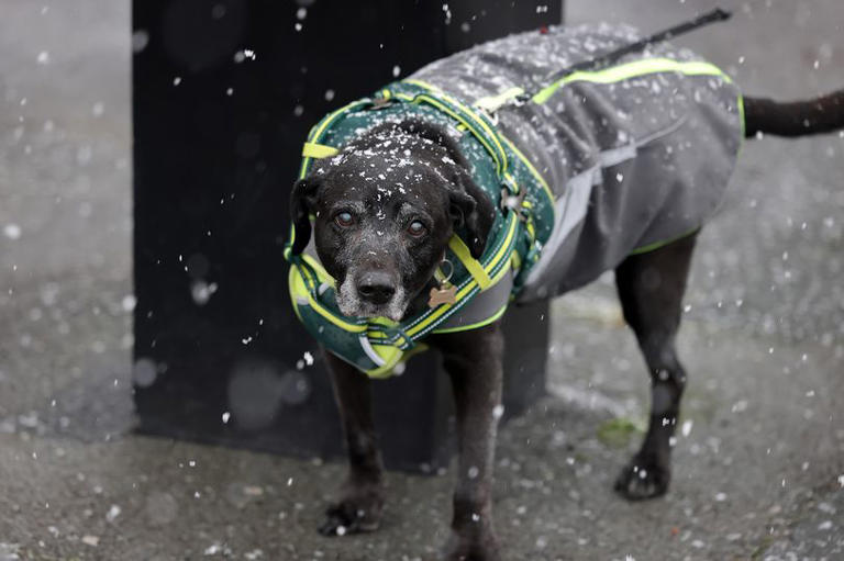 RSPCA warns about 'common winter poison' that can cause kidney damage ...