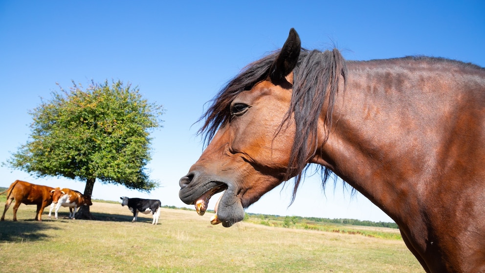 Choke in horses: What owners need to know