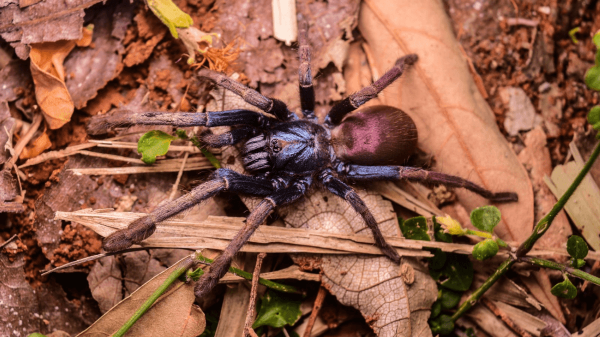 Meet the psychedelic Earth tiger, a funky addition to “10 species to ...