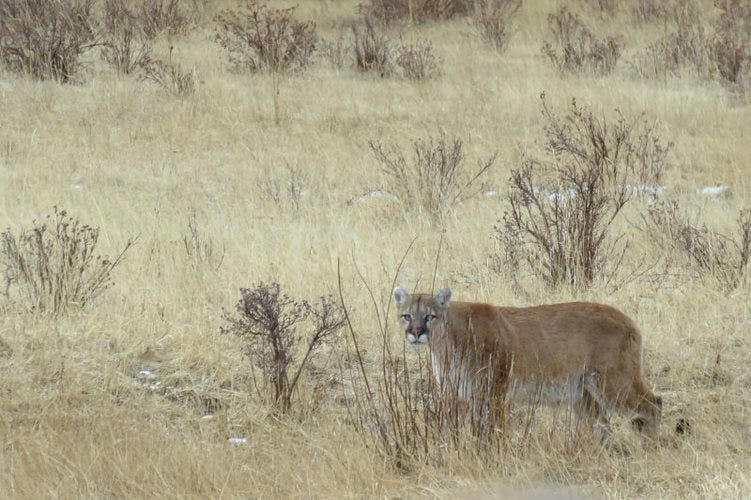 Do mountain lions see humans as prey? Does bear spray work on lions?