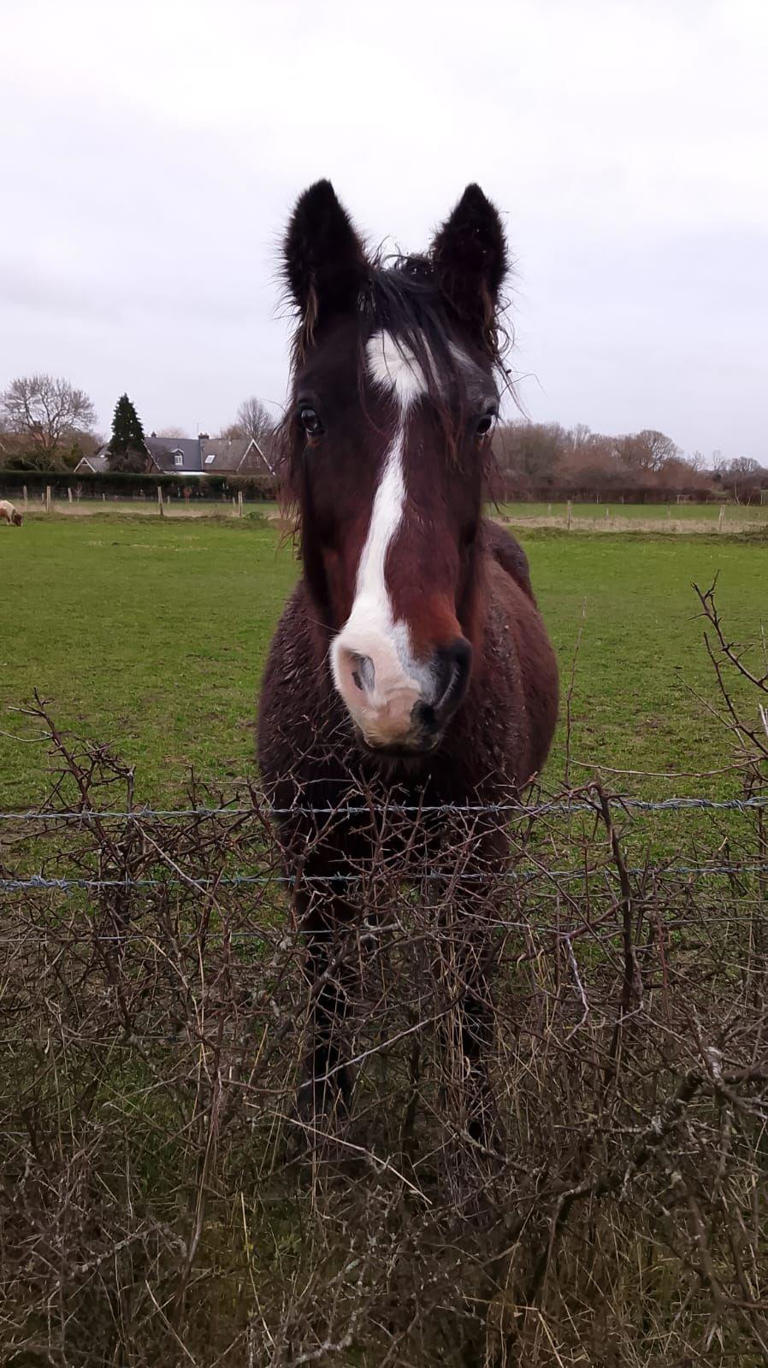 Lewes Footpaths Group walk report Sunday 28 December 2025