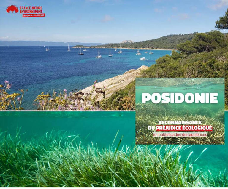 Posidonia oceanica, Legambiente Toscana: “Si prenda esempio da quanto ...