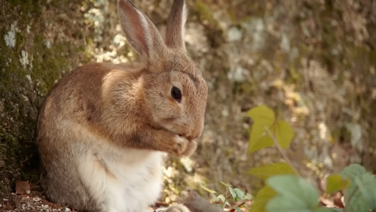 The human ancestor we barely understand