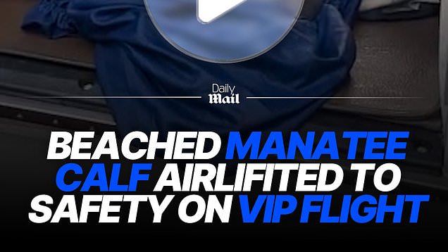 Manatee calf airlifted to safety after being found stranded on beach