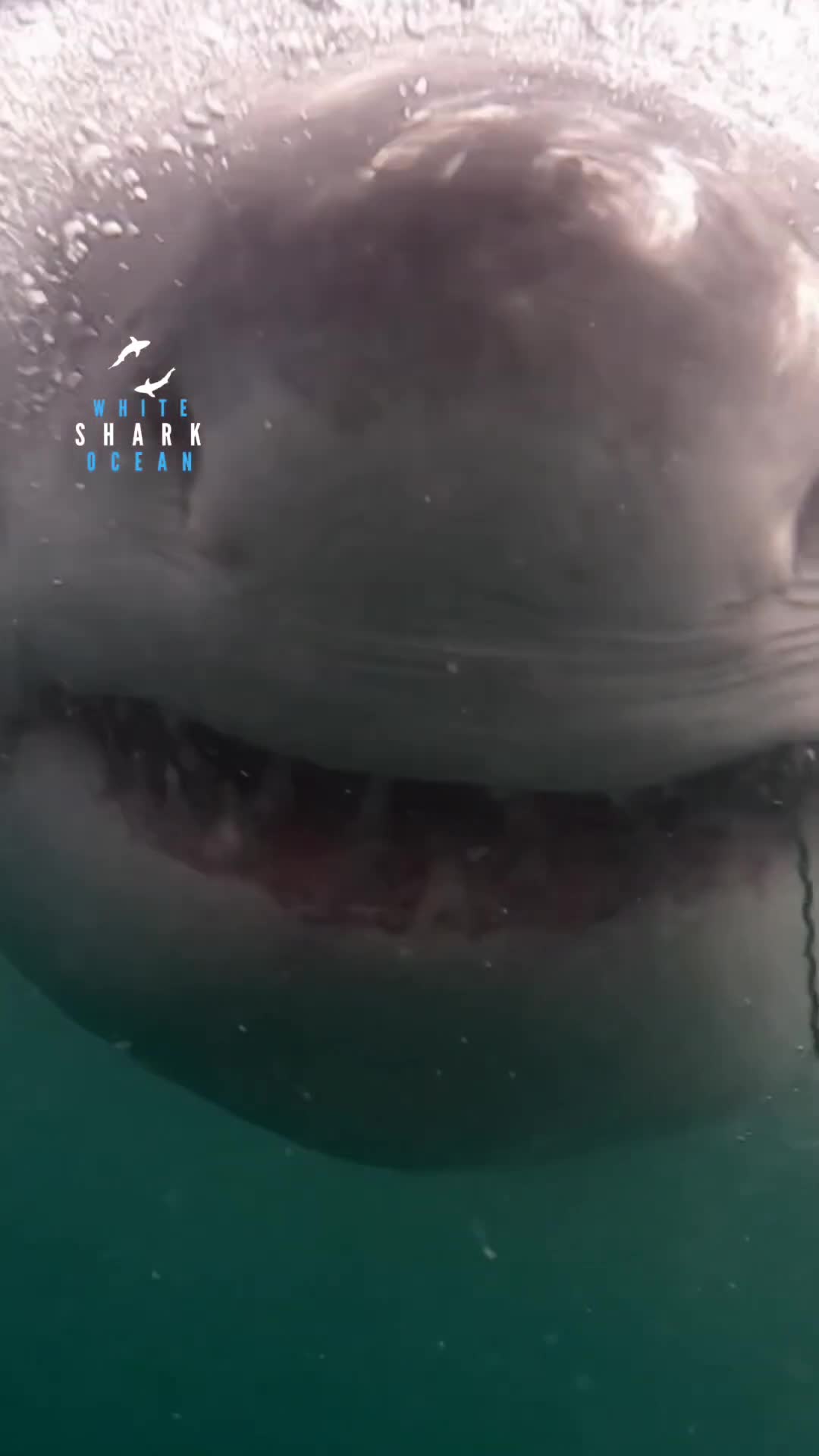 Great white shark shows off powerful jaws