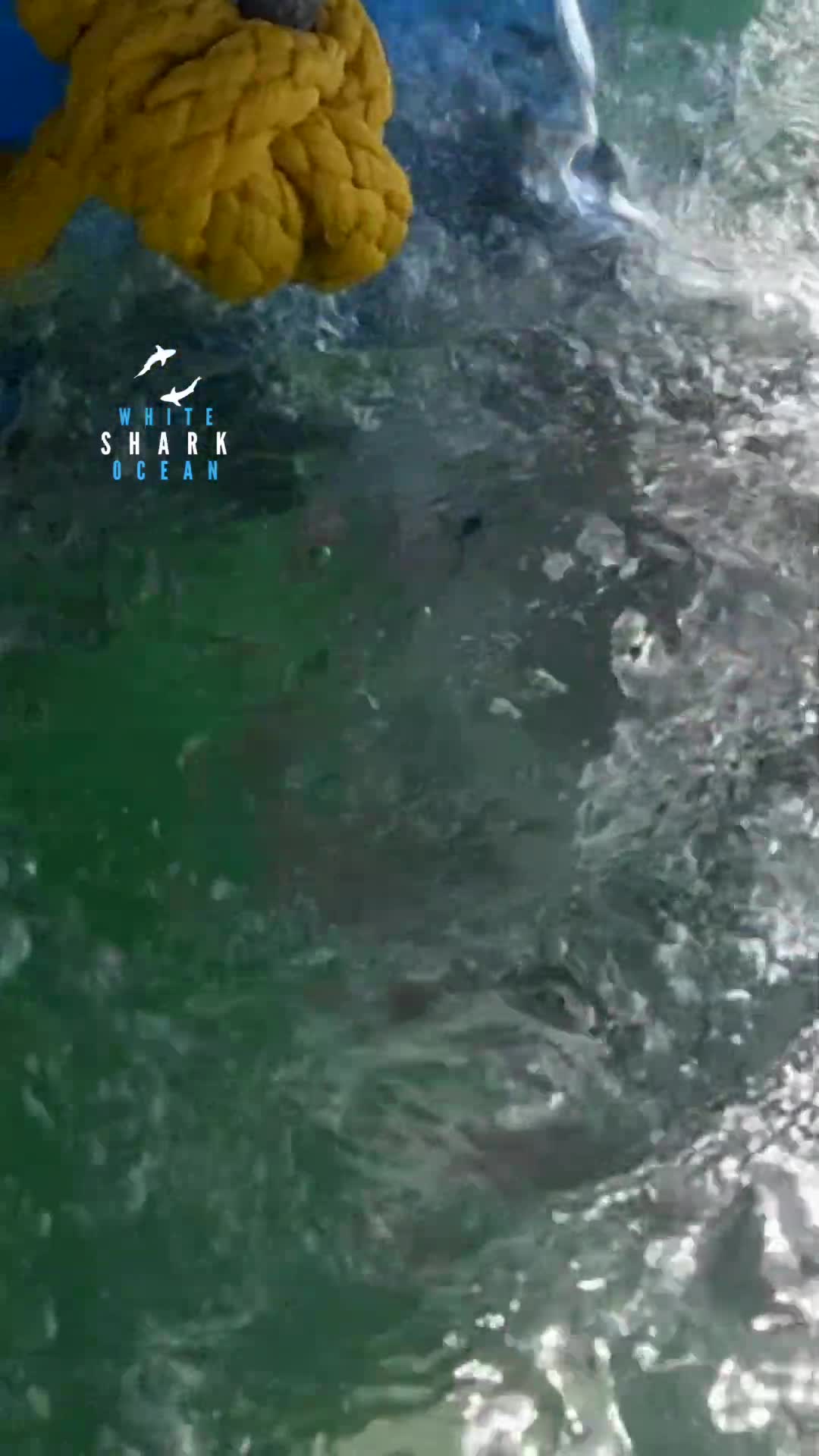 Great white shark mouthing the cage