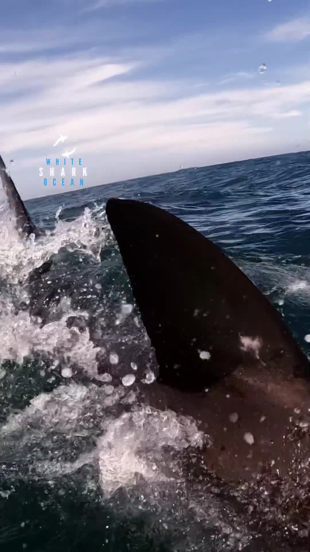 Great white shark races up from underneath