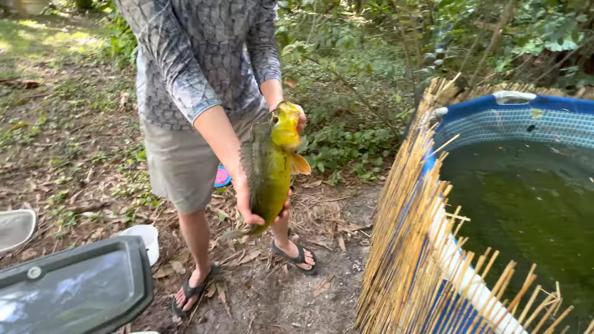 Catching exotic peacock bass for my backyard pond