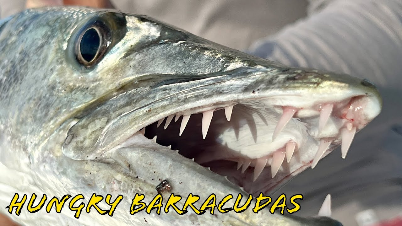 Barracuda and shark fishing on the flats