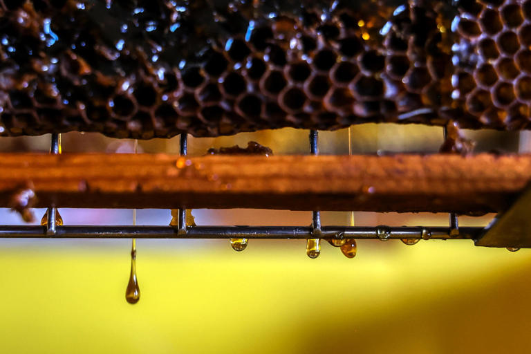 Crea, un'analisi del miele monitorerà la salute delle api