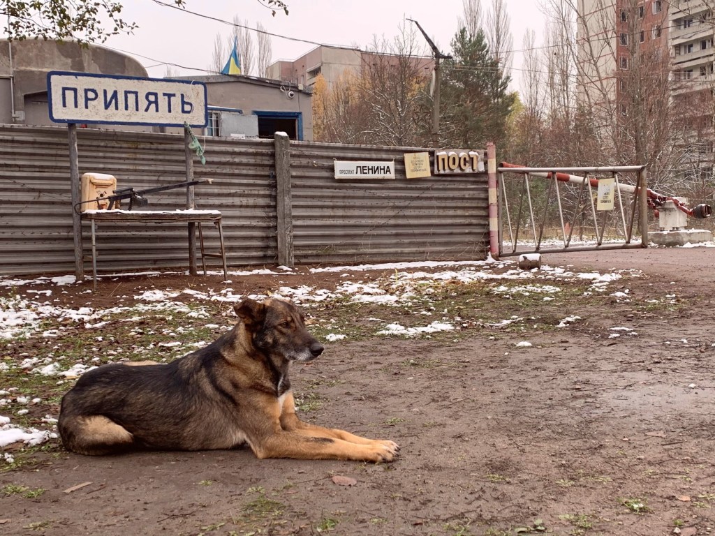 Have Chernobyl dogs evolved superpowers after world’s worst nuclear ...
