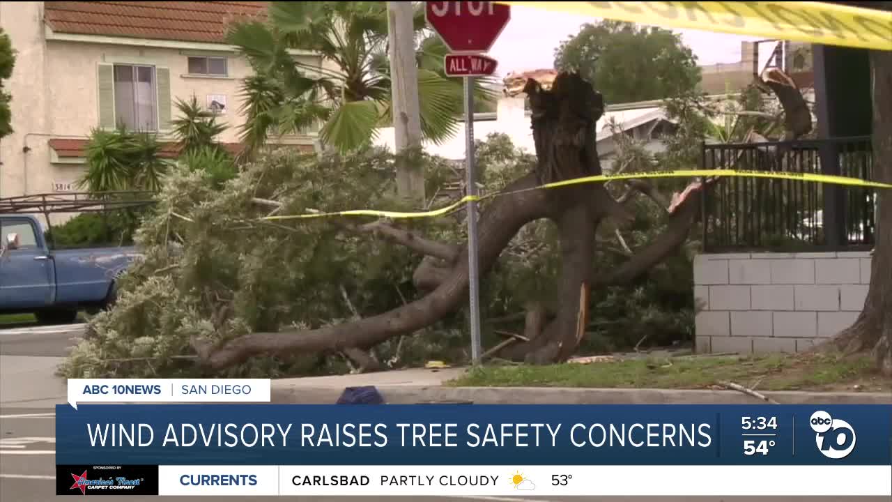 High winds raise tree safety concerns