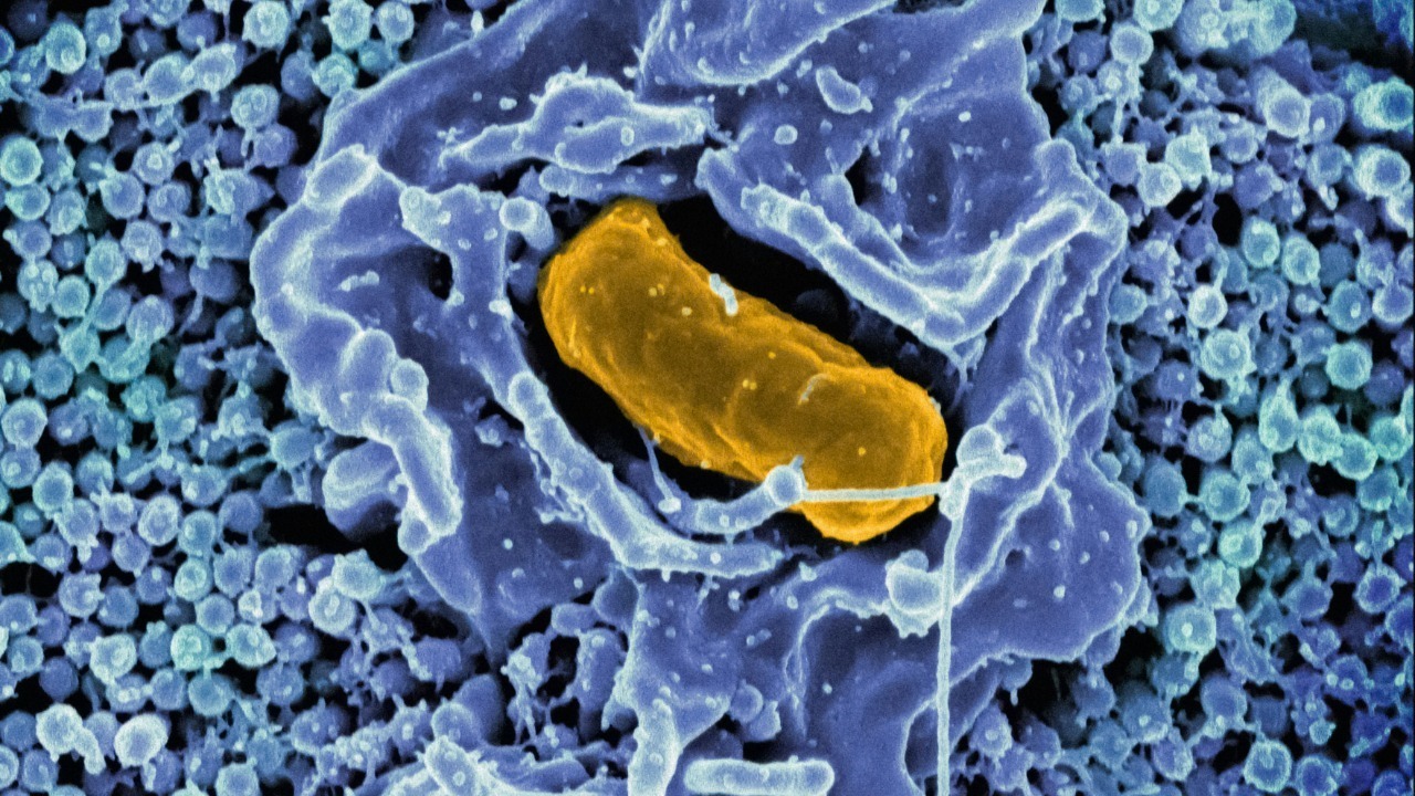 Scientists found a safer path to boost calorie-burning cells