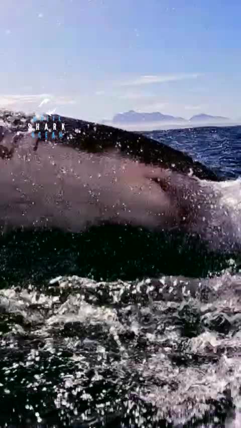 Great white shark breaches high out of the water