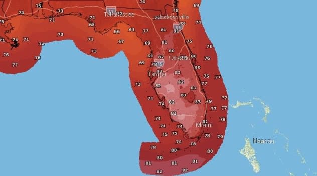Fog, sun, then the fall: Tampa Bay rides a temperature rollercoaster ...