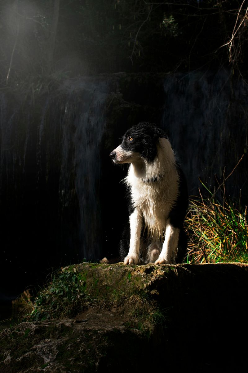 10 dog breeds that make first-time owners say "Okay, this is harder ...