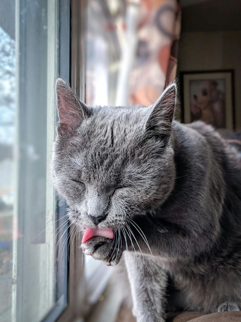 Your cat is hiding its pain – vets say these 8 secret clues are red flags
