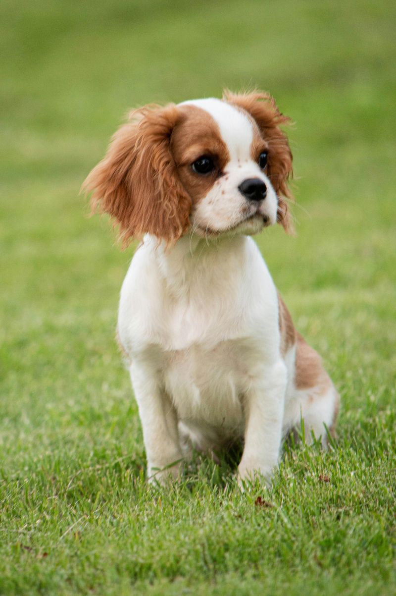 12 dog breeds that older owners say they'd choose again without ...