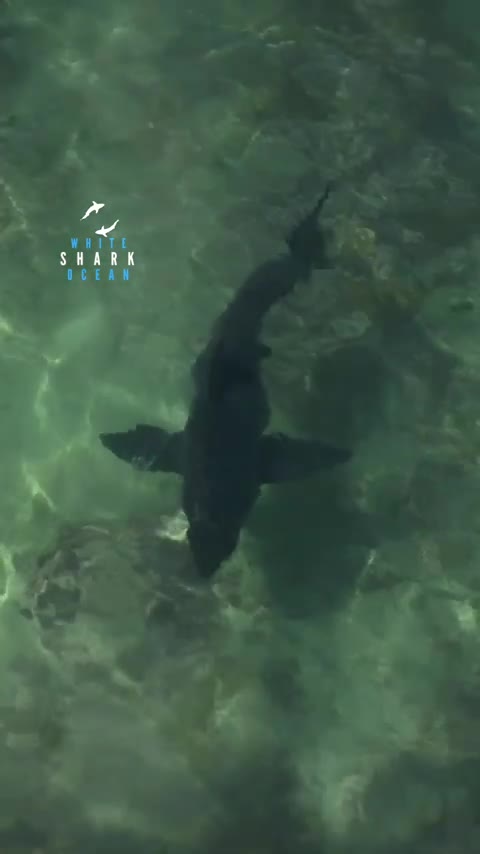 Great White Lies Stationary In The Current