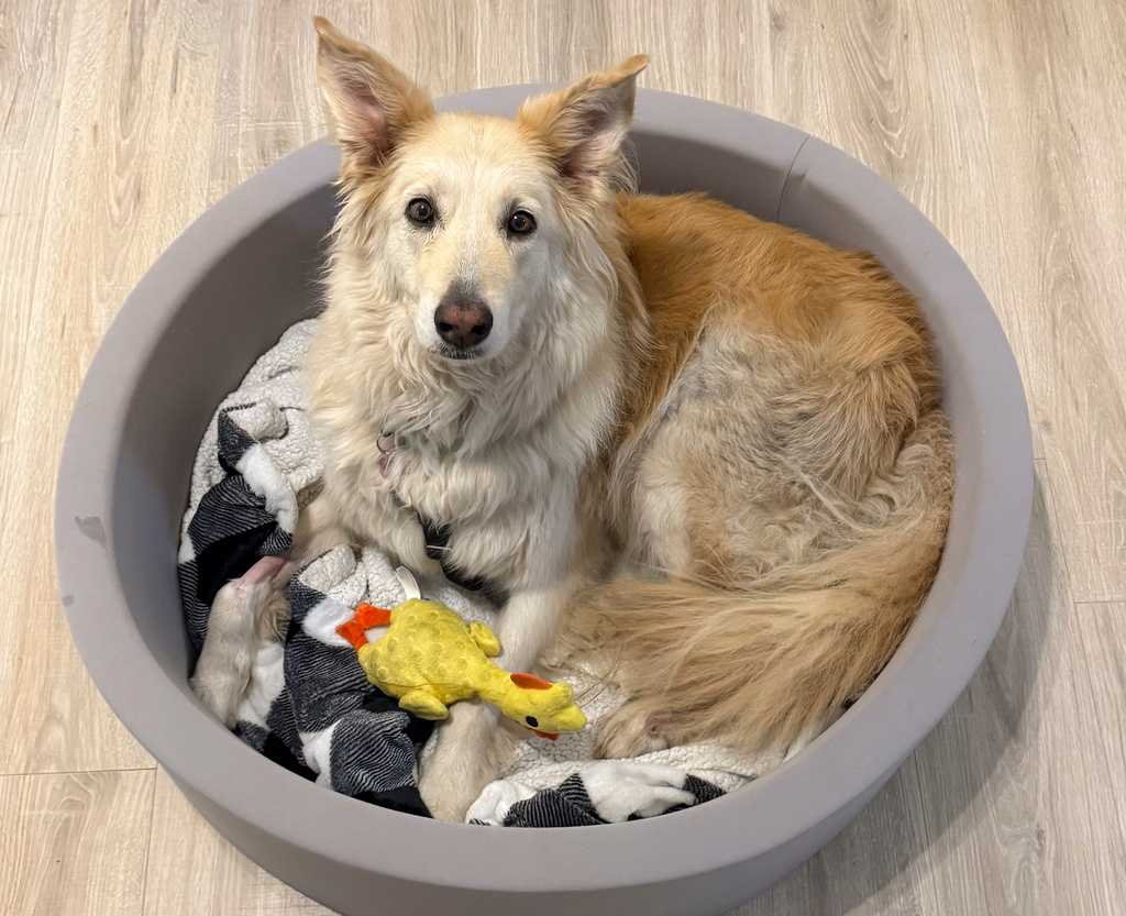 Drone finds missing dog after 25-mile trek in New Jersey