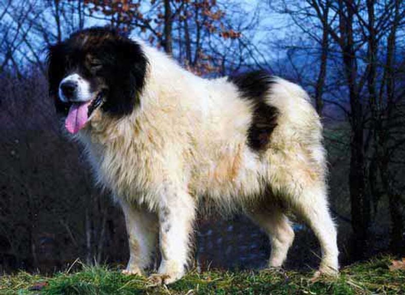 These 12 dog breeds are quietly making a comeback in rural homes