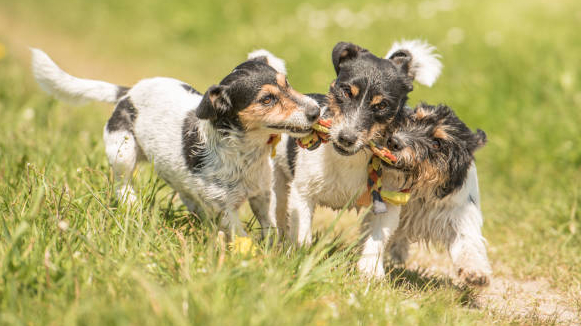 Pourquoi les chiens remuent-ils la queue