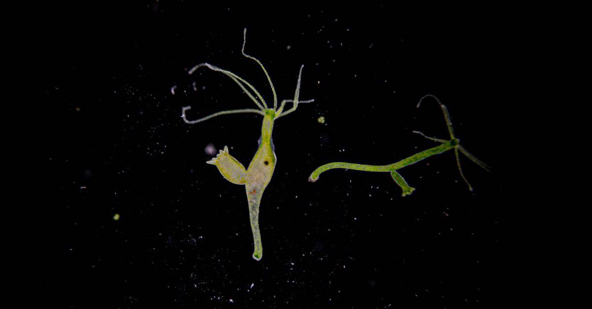 12 creatures are almost too weird to exist