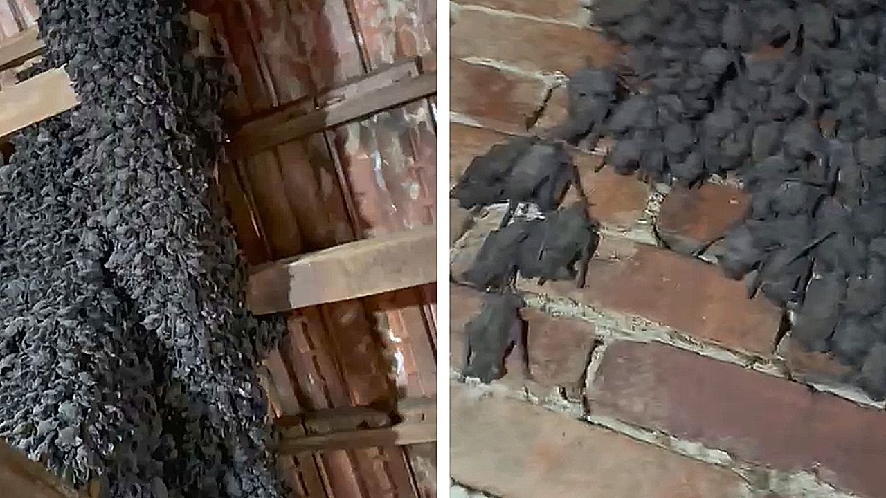 Hundreds of bats found in attic of photography studio in Brazil