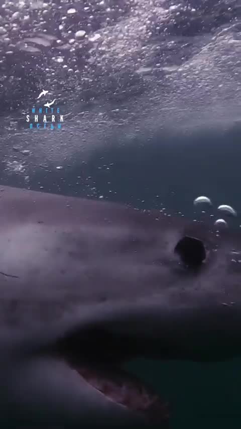 Big Great White Shark In The Dark Water Of South Africa