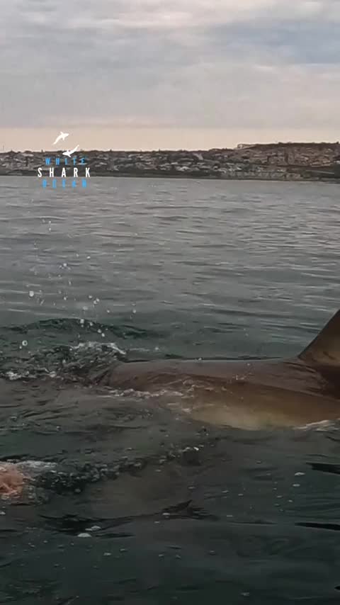Great white shark just off the coast
