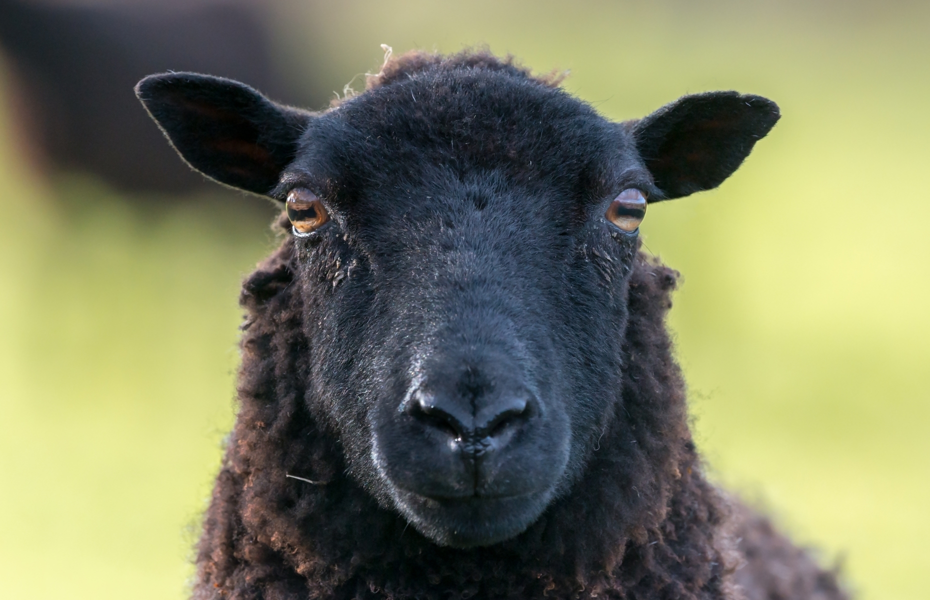 20 bizarre facts about farm animals
