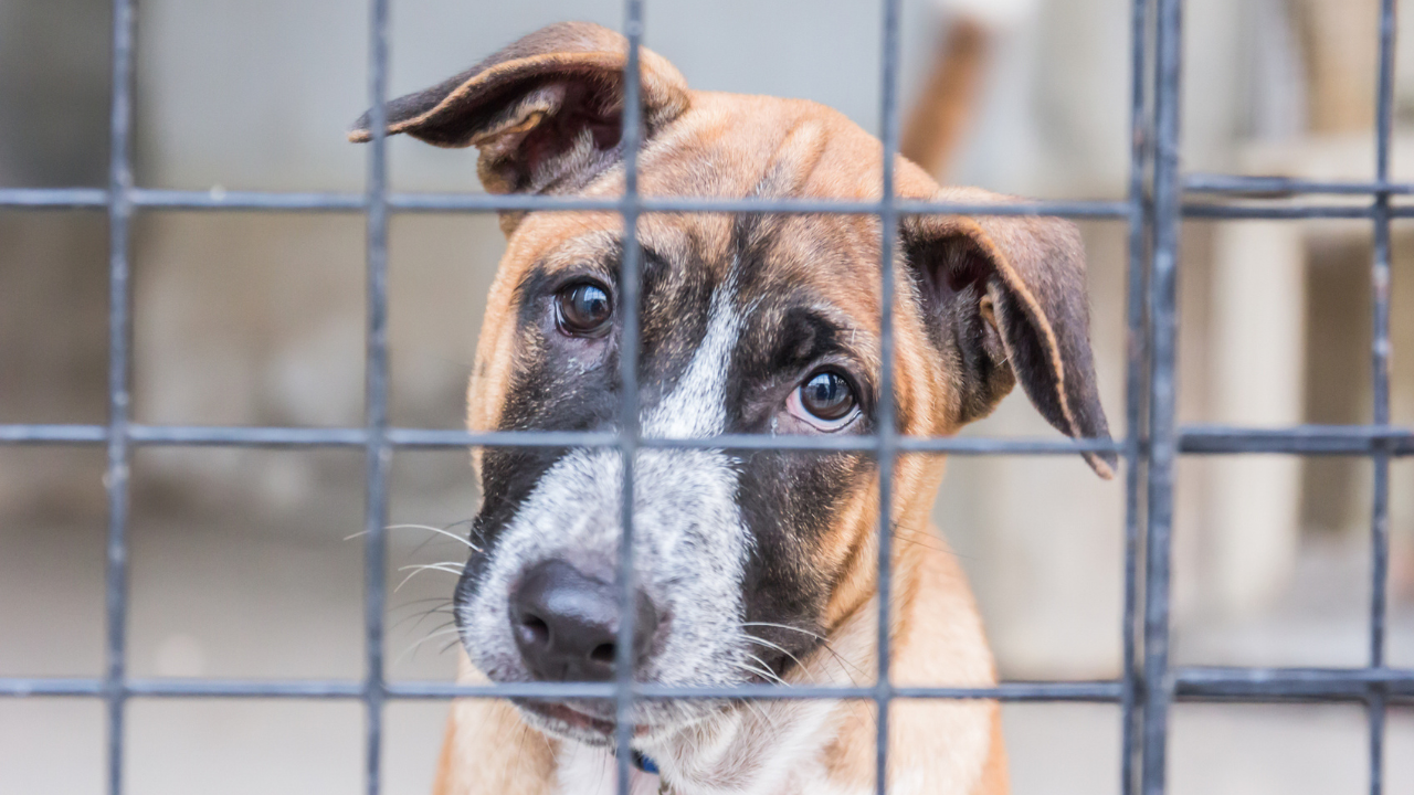 Why mass dog shelters may endanger public health more than street dogs