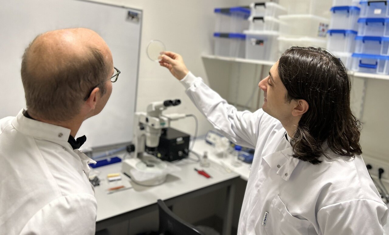 Cells use Morse code-like rhythms to coordinate growth