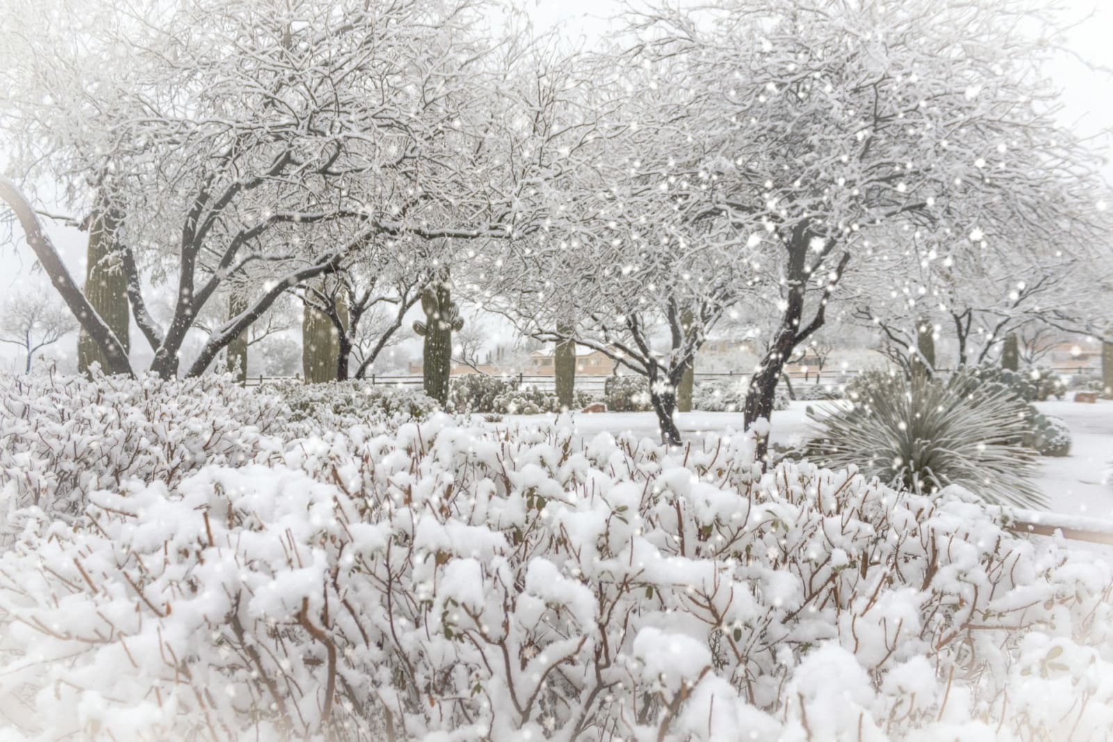 Tucson weather: ADOT warns drivers to never park in snow amid hazardous ...