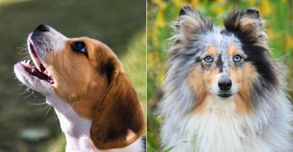 14 dog breeds that bark way too much, according to the American Kennel Club