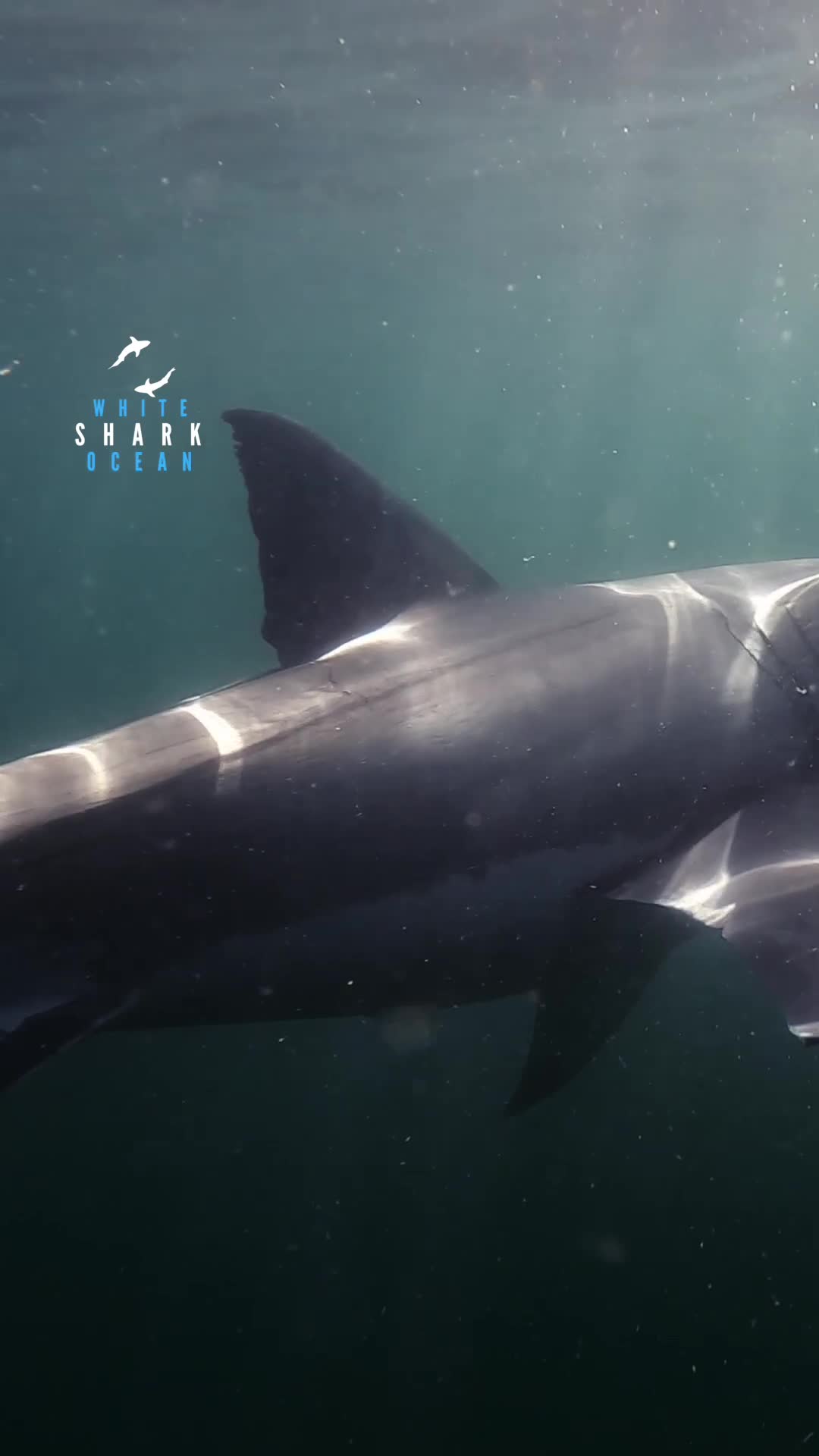 Great white shark shimmering in the sunlight