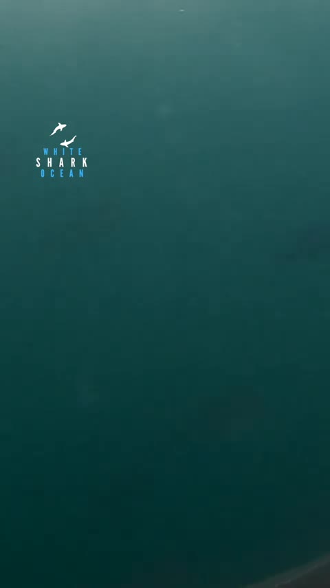 Great White Shark Ambushing From Deep