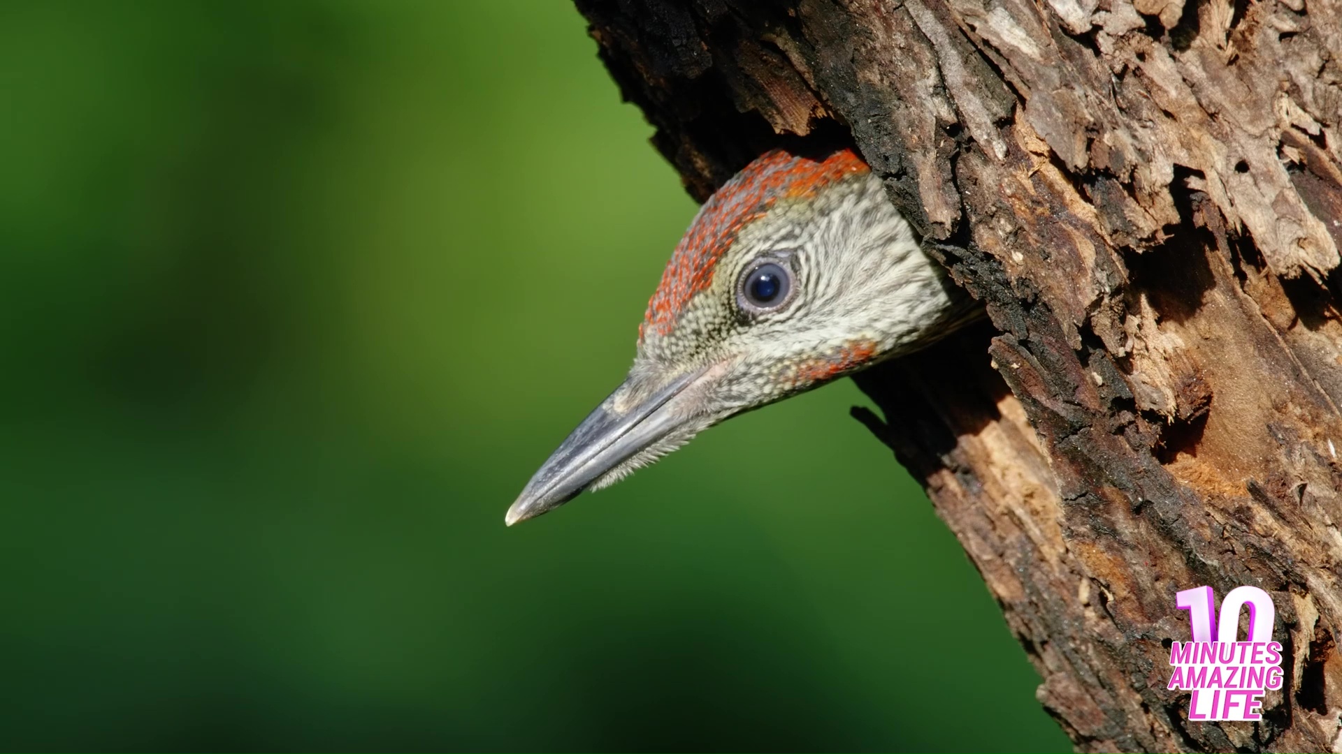 Woodpecker resting on forest tree