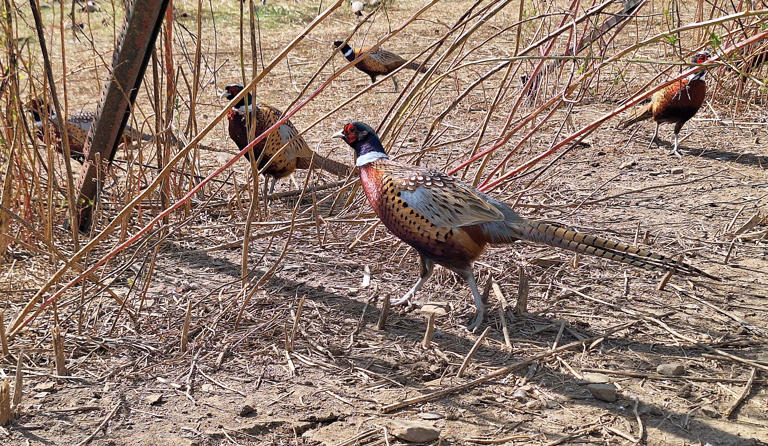 Final pheasant releases happening now, but there may be a bonus one