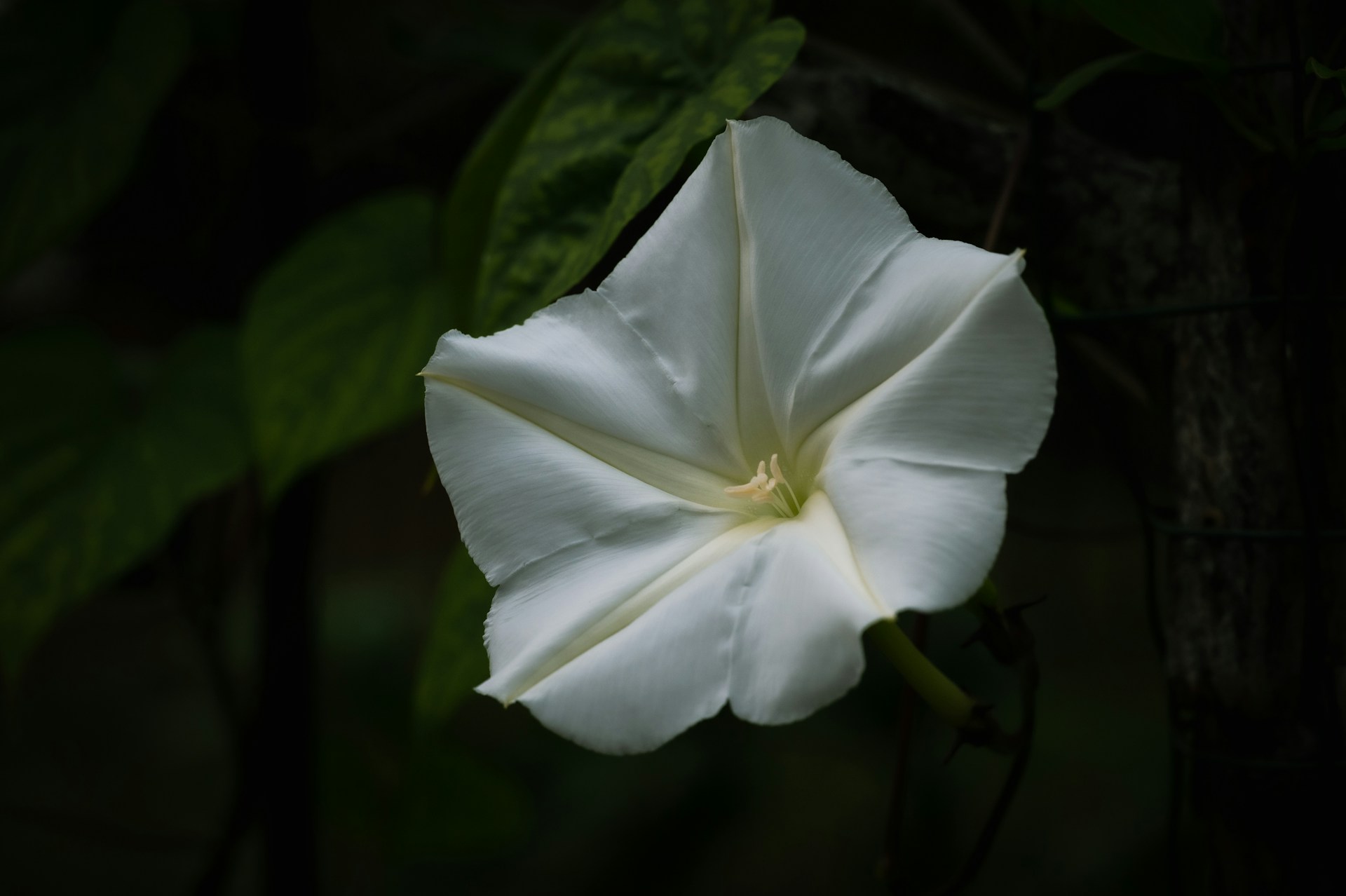 Flowers that only bloom at night