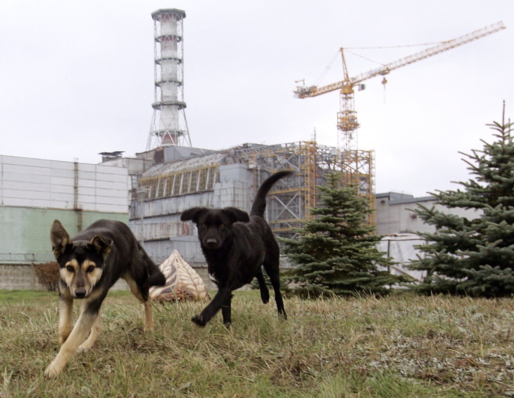 Have Chernobyl dogs evolved superpowers after world’s worst nuclear ...