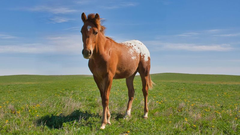 These are 9 of the best horse breeds for riding
