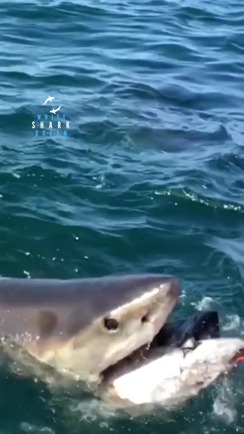 Great white shark bite in super slow motion