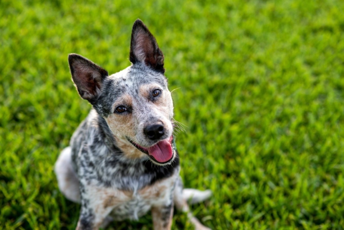Awkward cattle dogs have the internet totally charmed