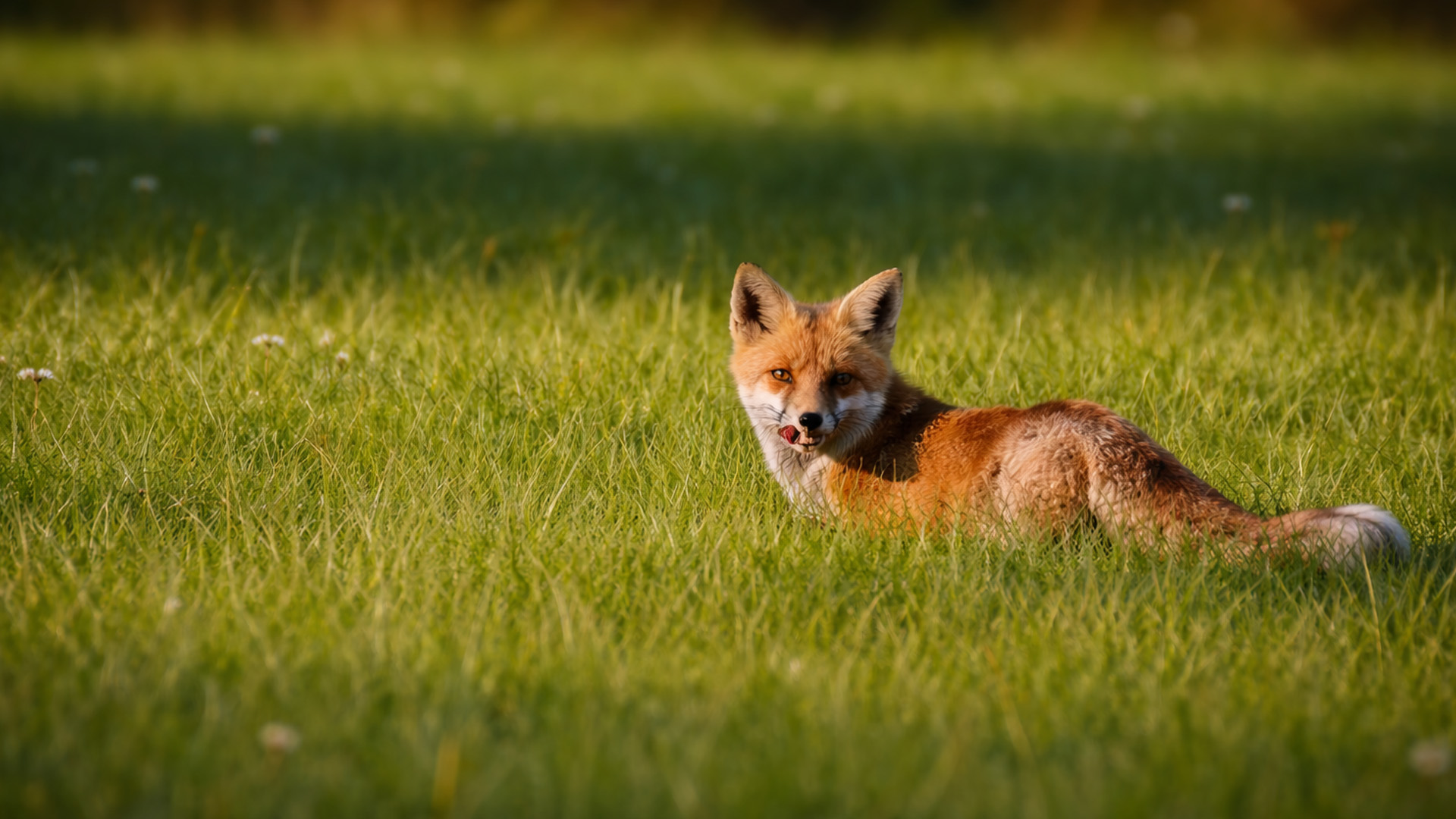 Silent fox hunt caught on camera
